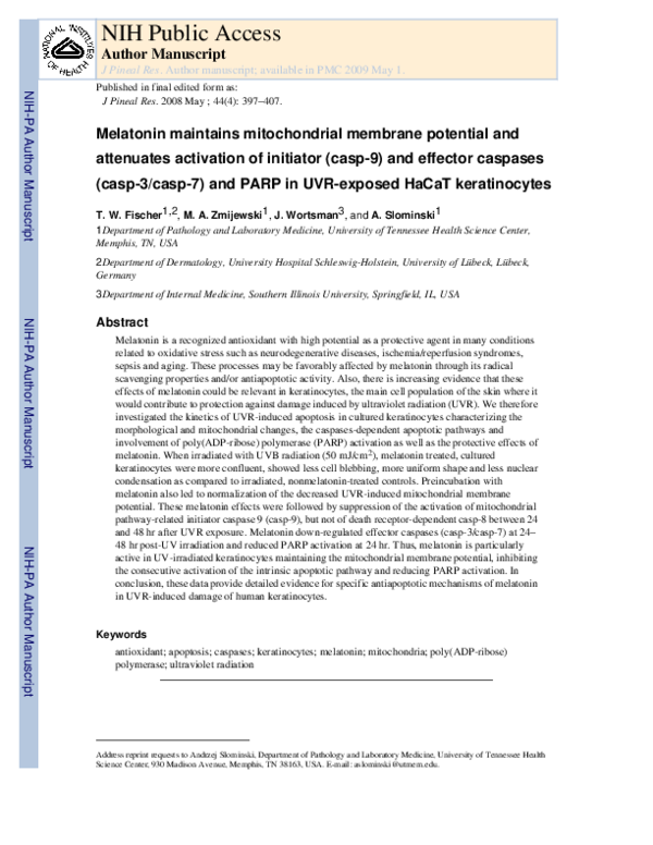Pdf Melatonin Maintains Mitochondrial Membrane Potential And Attenuates Activation Of