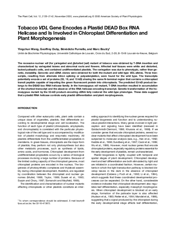 (PDF) Tobacco VDL Gene Encodes a Plastid DEAD Box RNA Helicase and Is ...