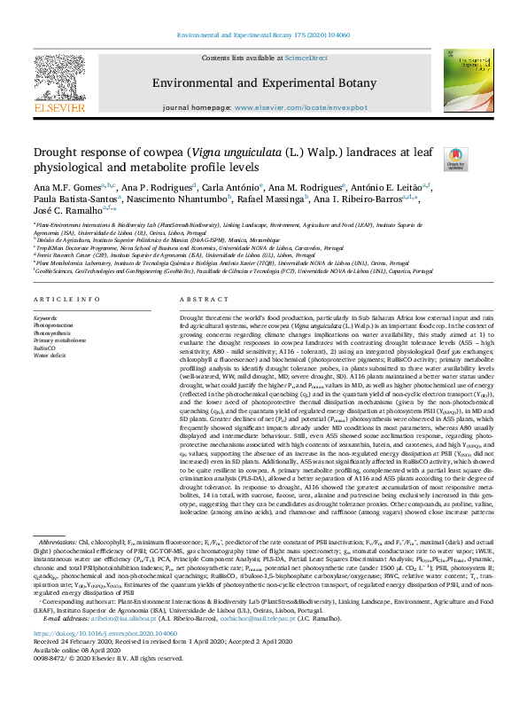(PDF) Drought response of cowpea (Vigna unguiculata (L.) Walp ... (PDF) Drought response of cowpea (Vigna unguiculata (L.) Walp ...