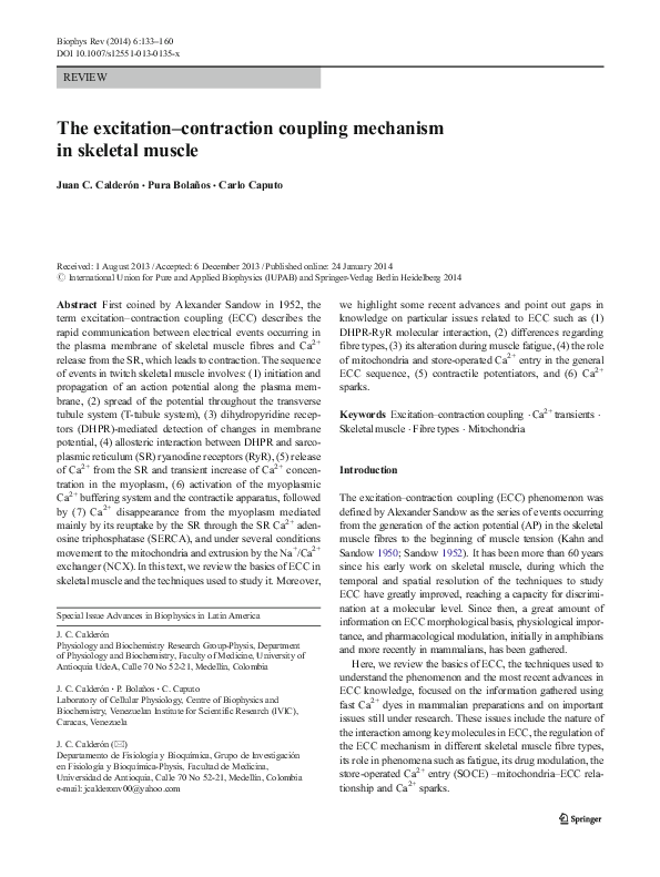 (PDF) The excitation–contraction coupling mechanism in skeletal muscle