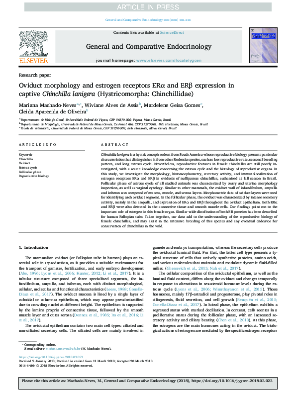 (PDF) Oviduct morphology and estrogen receptors ERα and ERβ expression ...