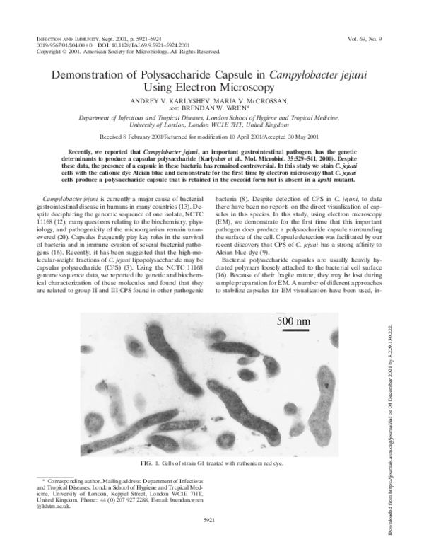 (PDF) Microscopy Using Electron Campylobacter jejuni in Demonstration ...