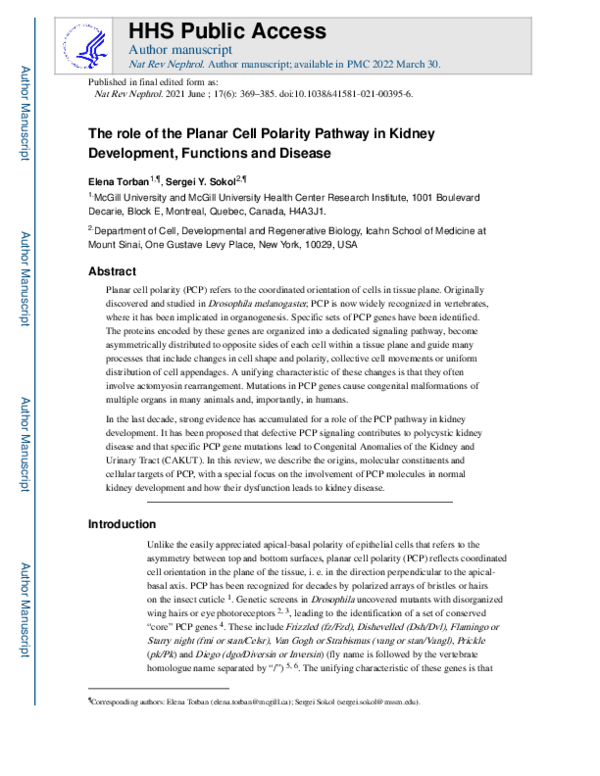 (PDF) Planar cell polarity pathway in kidney development, function and ...