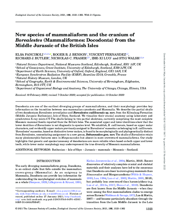 (PDF) New species of mammaliaform and the cranium of Borealestes ...