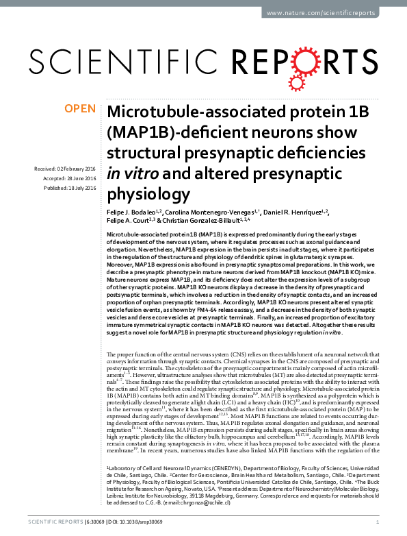Microtubule-associated protein 1B (MAP1B)-deficient neurons show ...