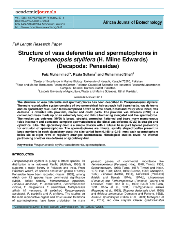 (PDF) Structure of vasa deferentia and spermatophores in Parapenaeopsis ...