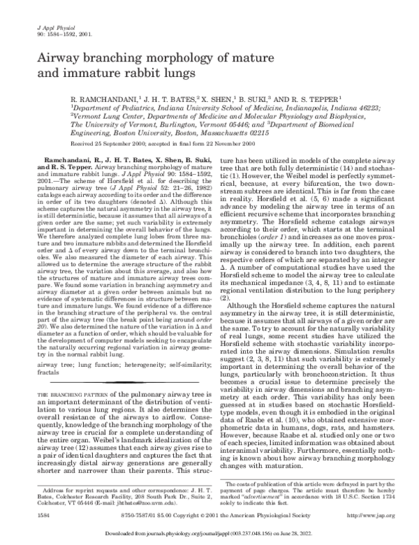 (PDF) Airway branching morphology of mature and immature rabbit lungs