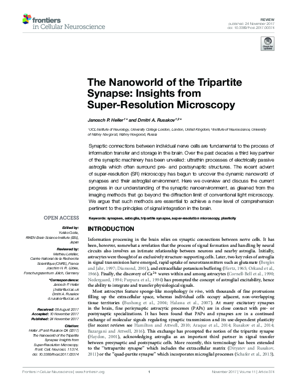 (PDF) The Nanoworld of the Tripartite Synapse: Insights from Super-Resolution Microscopy