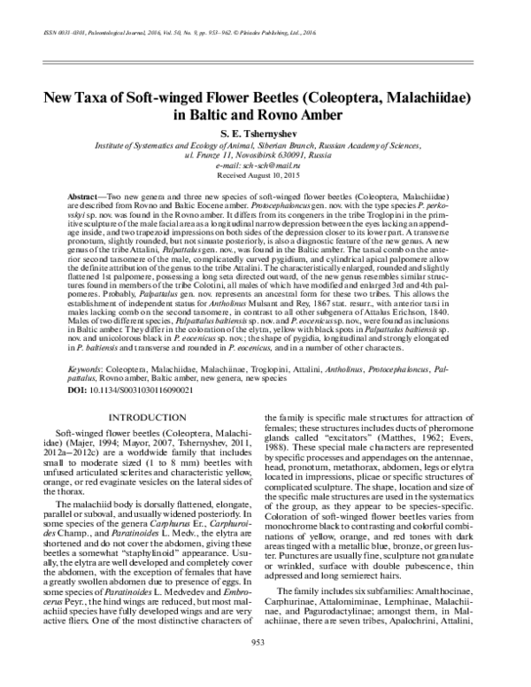 (PDF) New taxa of soft-winged flower beetles (Coleoptera, Malachiidae ...