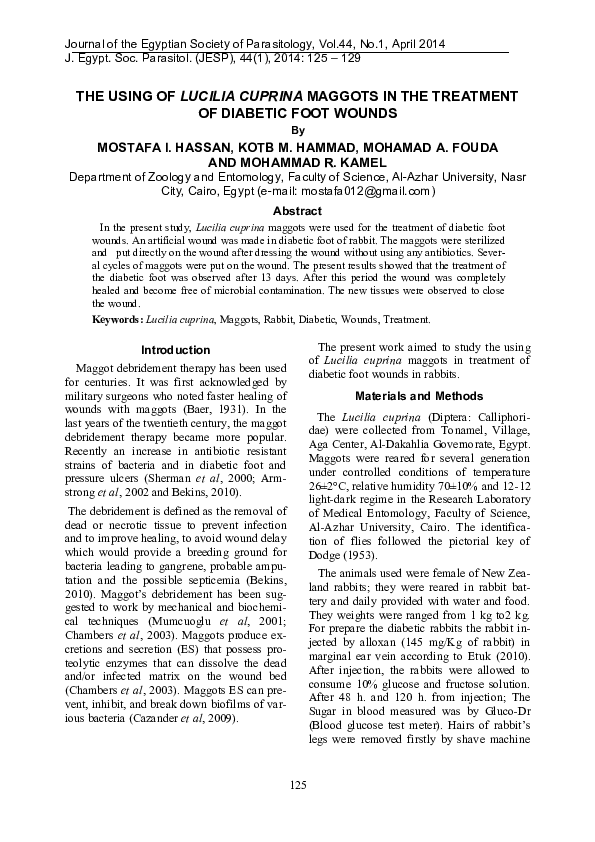 (PDF) The Using of Lucilia Cuprina Maggots in the Treatment of Diabetic ...