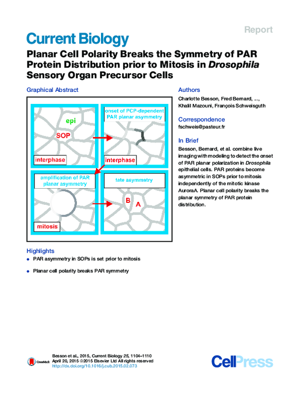 Cell Polarity: Adapting The Par Cascade To Diverse Cellular Contexts ...