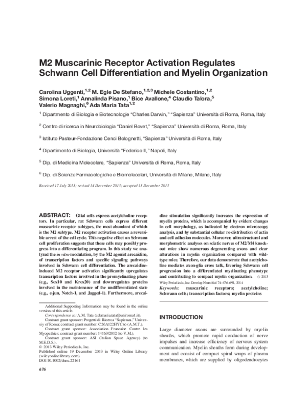 (PDF) M2 muscarinic receptor activation regulates schwann cell ...