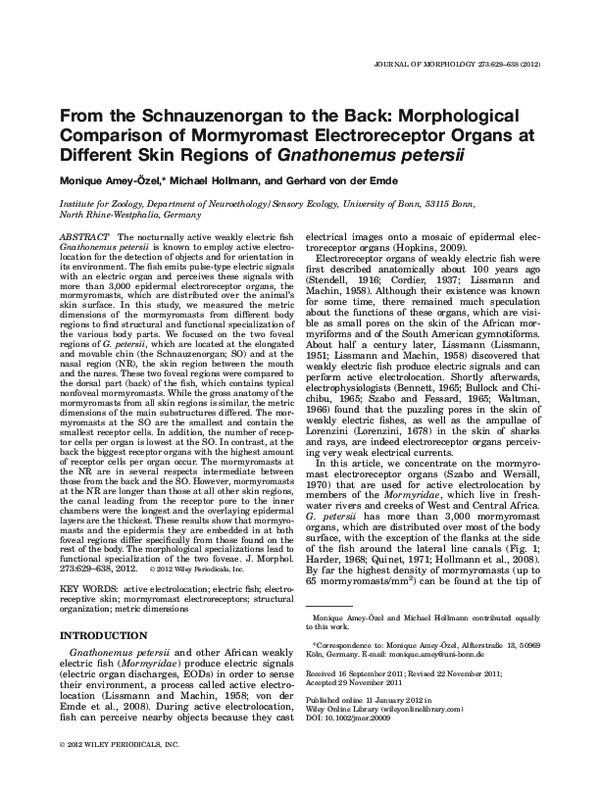(PDF) From the Schnauzenorgan to the back: Morphological comparison of ...