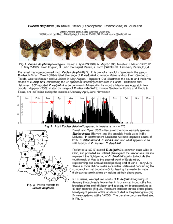(PDF) Euclea delphinii (Boisduval, 1832) (Lepidoptera: Limacodidae) in ...