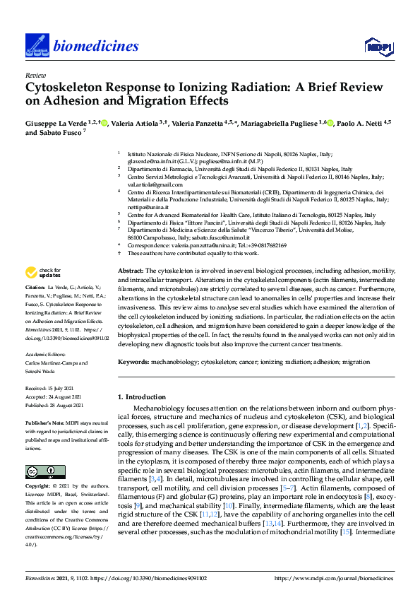 (PDF) Cytoskeleton Response to Ionizing Radiation: A Brief Review on ...