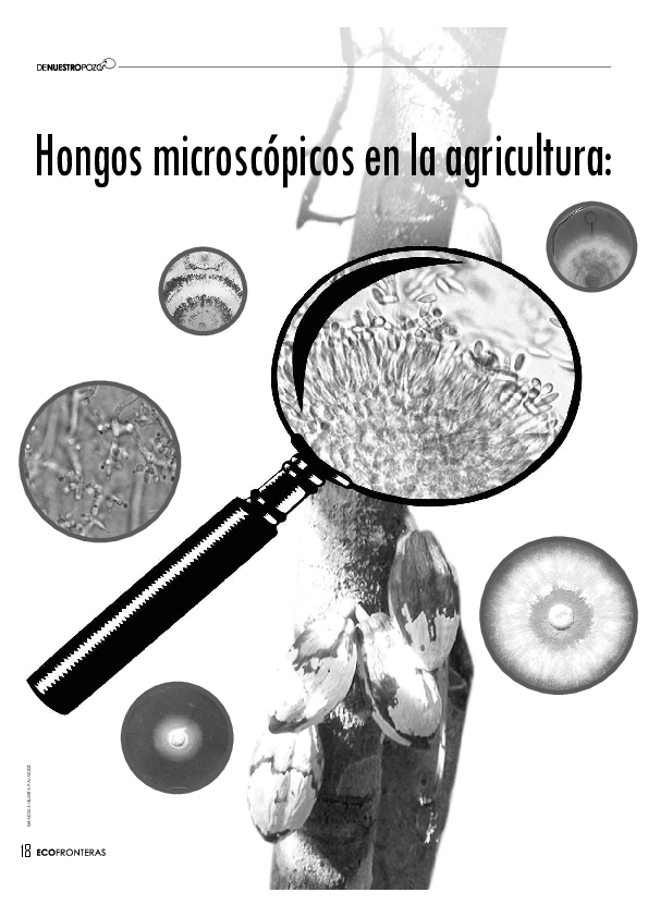 (PDF) Hongos microscópicos en la agricultura: plaga o alternativa ... (PDF) Hongos microscópicos en la agricultura: plaga o alternativa ...