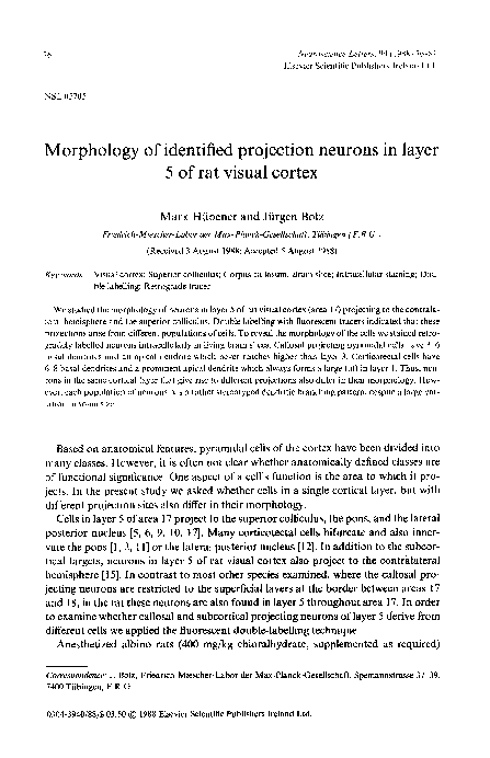 (PDF) Morphology of identified projection neurons in layer 5 of rat ...
