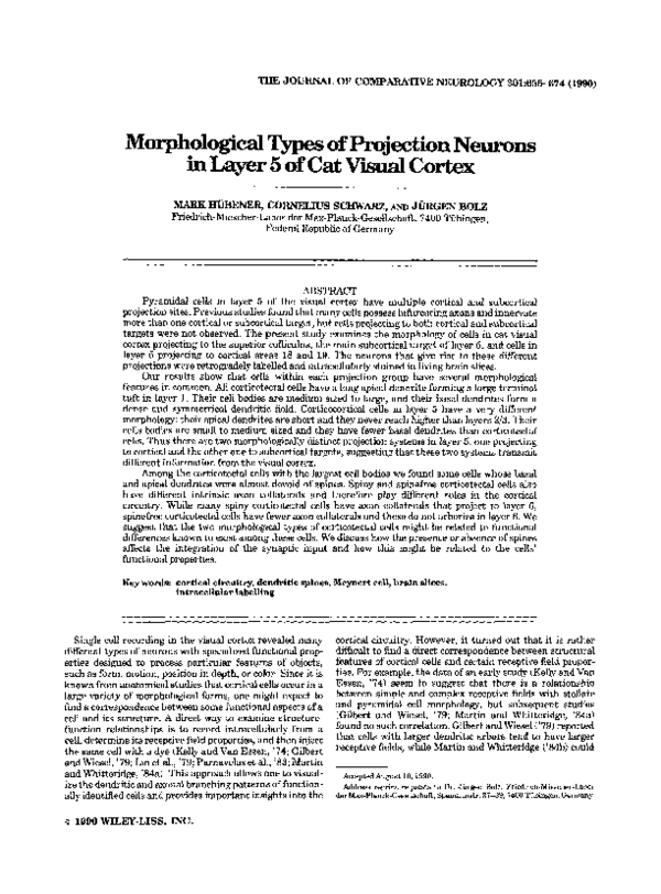 (PDF) Morphological types of projection neurons in layer 5 of cat visual cortex
