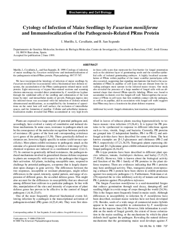 (PDF) Cytology of Infection of Maize Seedlings by Fusarium moniliforme ...