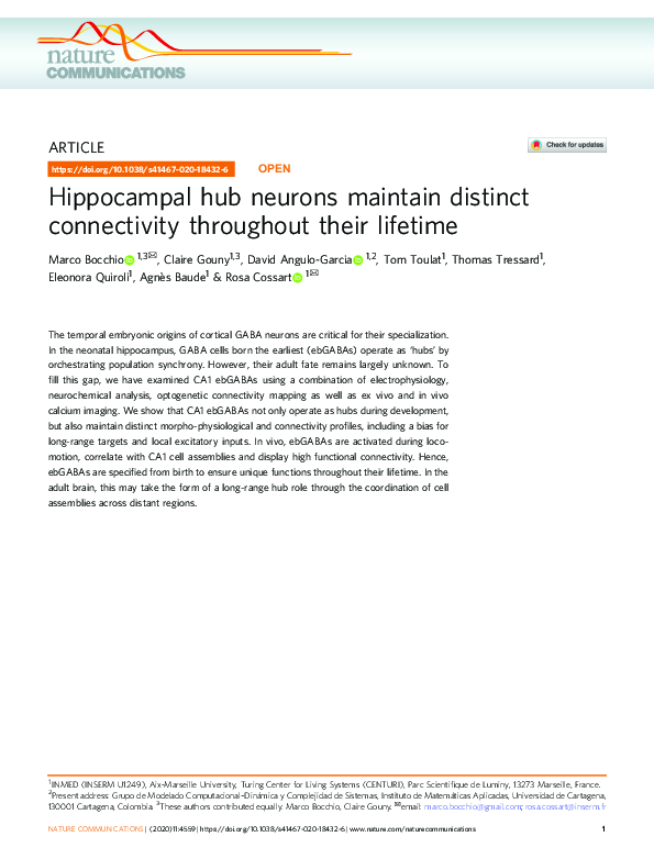 (PDF) Hippocampal hub neurons maintain distinct connectivity throughout ...