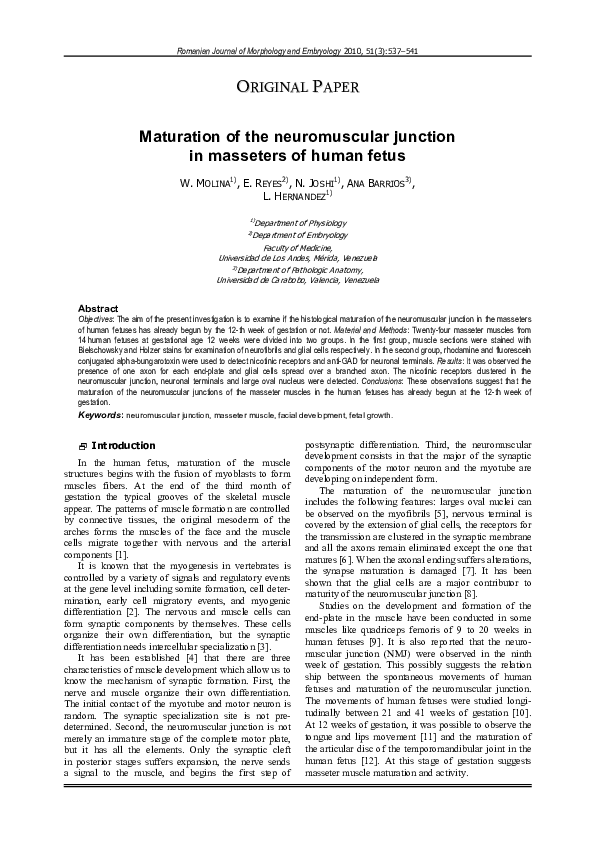 (PDF) Maturation of the neuromuscular junction in masseters of human fetus