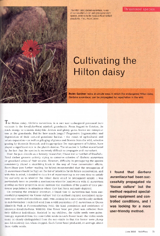 Cultivating the Hilton daisy