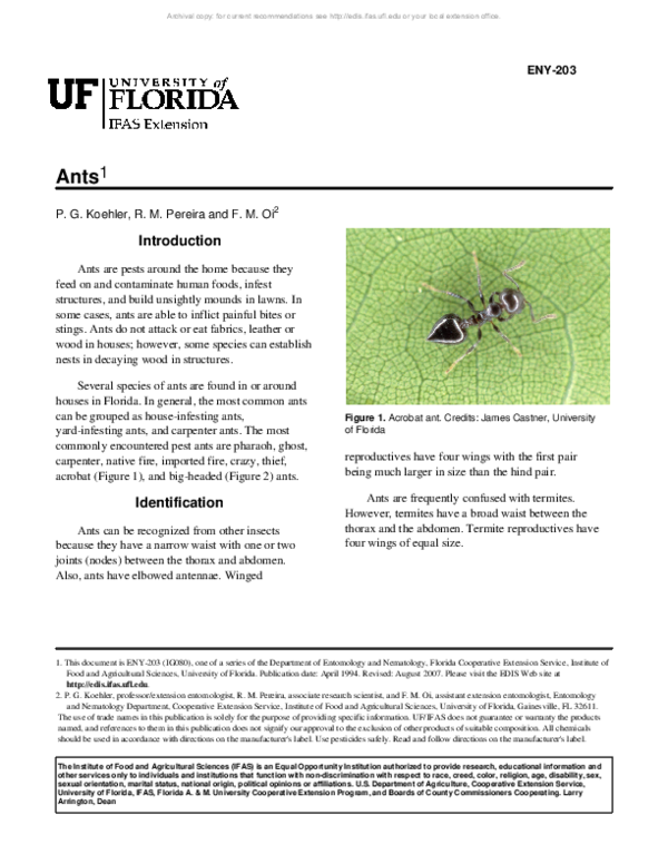 (PDF) Ants