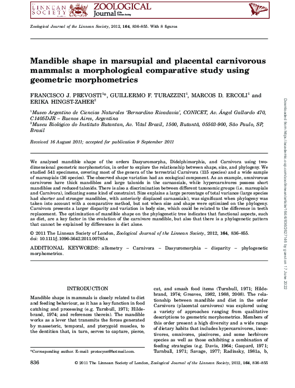 (PDF) Mandible shape in marsupial and placental carnivorous mammals: a morphological comparative ...