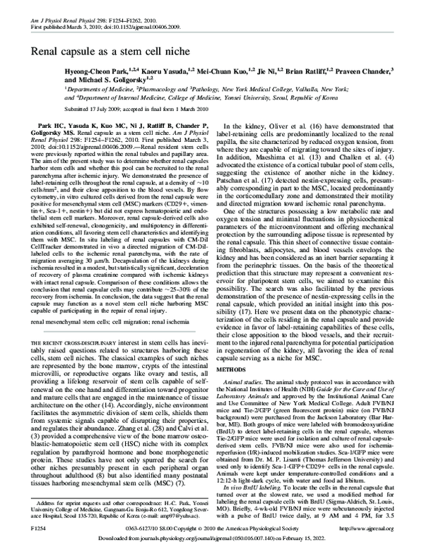 (PDF) Renal capsule as a stem cell niche