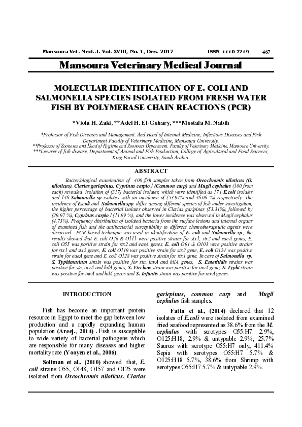 (PDF) MOLECULAR IDENTIFICATION OF E. COLI AND SALMONELLA SPECIES ...