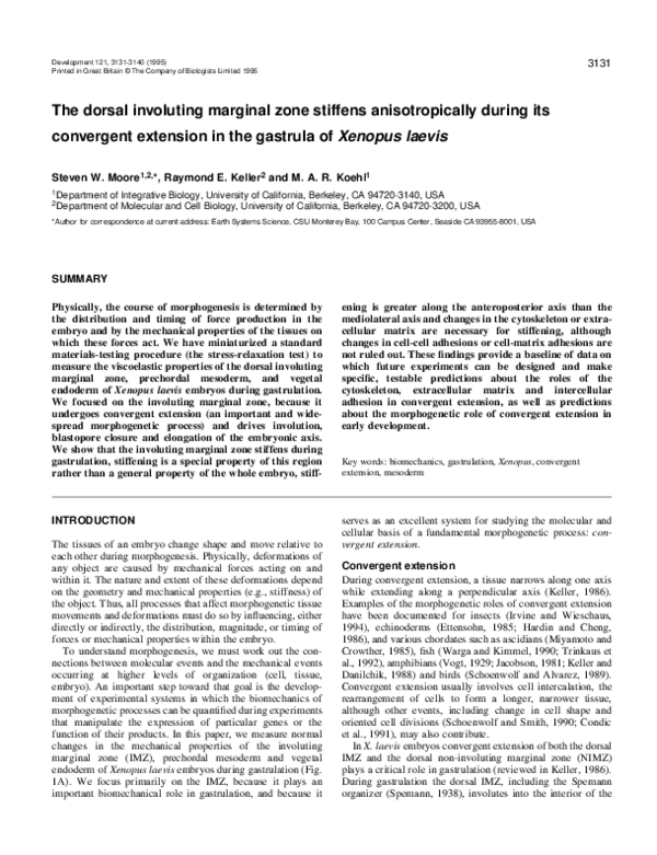 (PDF) The dorsal involuting marginal zone stiffens anisotropically ...