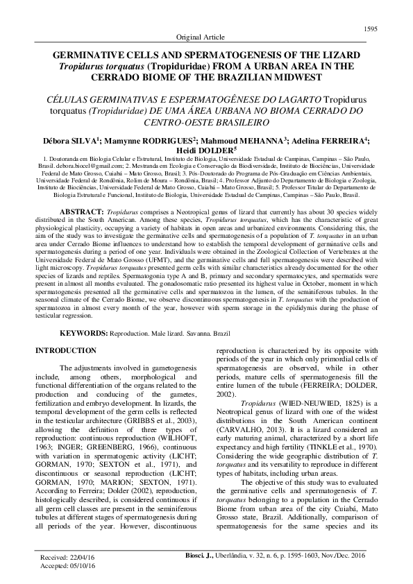 (PDF) Germinative cells and spermatogenesis of the lizard Tropidurus ...