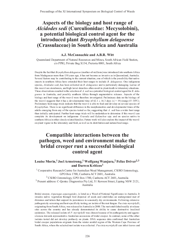 (PDF) Alcidodes sedi ( Curculionidae : Mecysolobini ) , a potential ...
