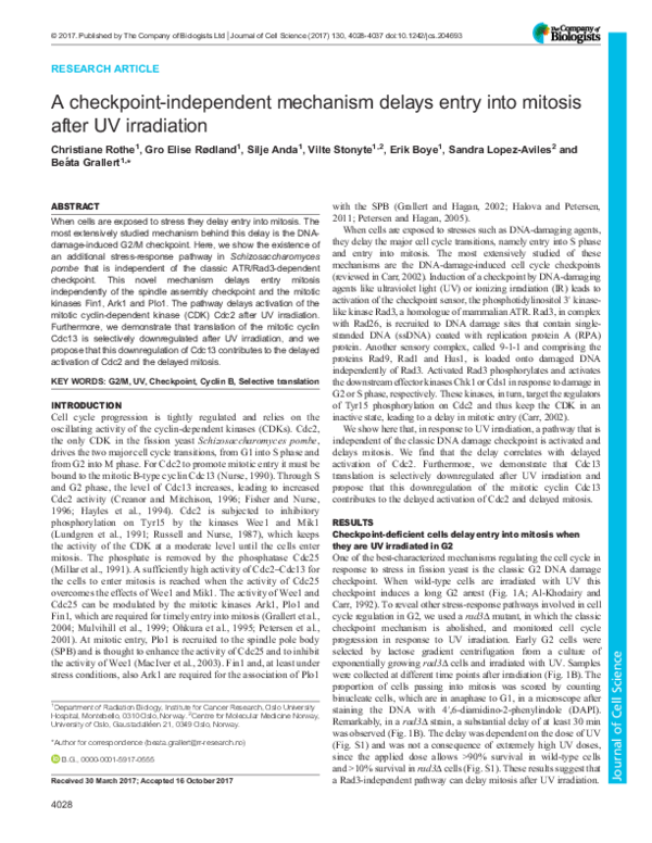 (PDF) A checkpoint-independent mechanism delays entry into mitosis ...