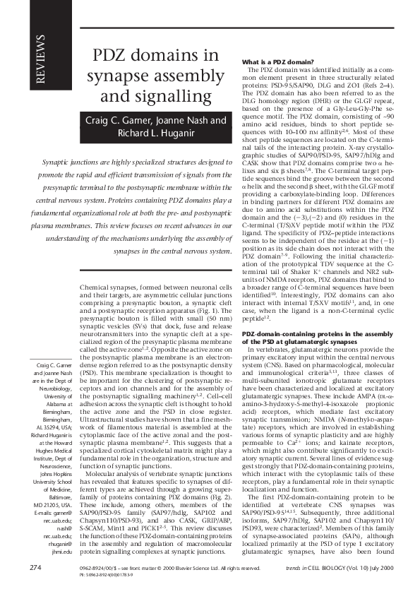 (PDF) PDZ domains in synapse assembly and signalling