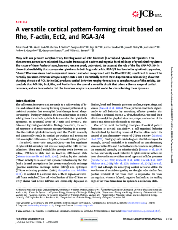(PDF) Rho, F-actin, Ect2, and RGA-3/4 Drive Cortical Waves