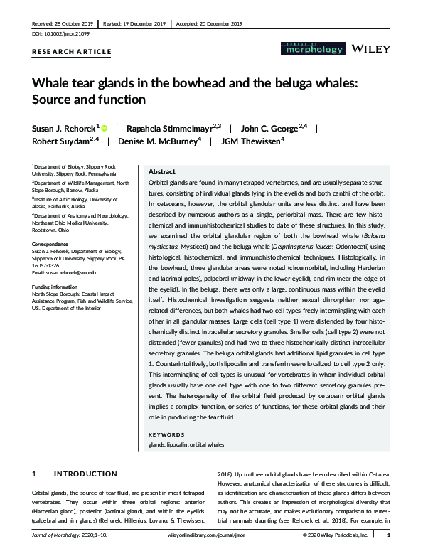 (PDF) Whale tear glands in the bowhead and the beluga whales: Source ...