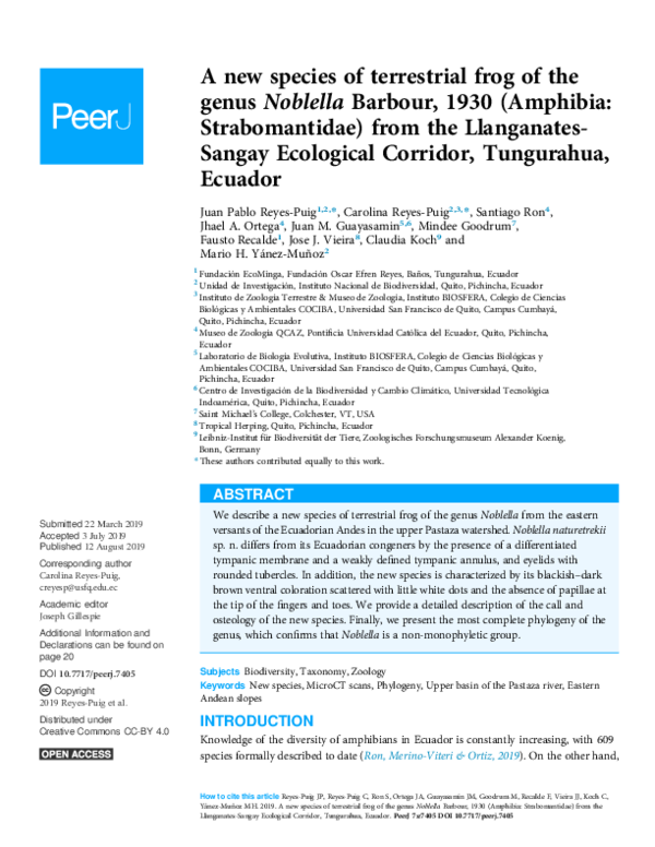 (PDF) A new species of terrestrial frog of the genus Noblella Barbour ...