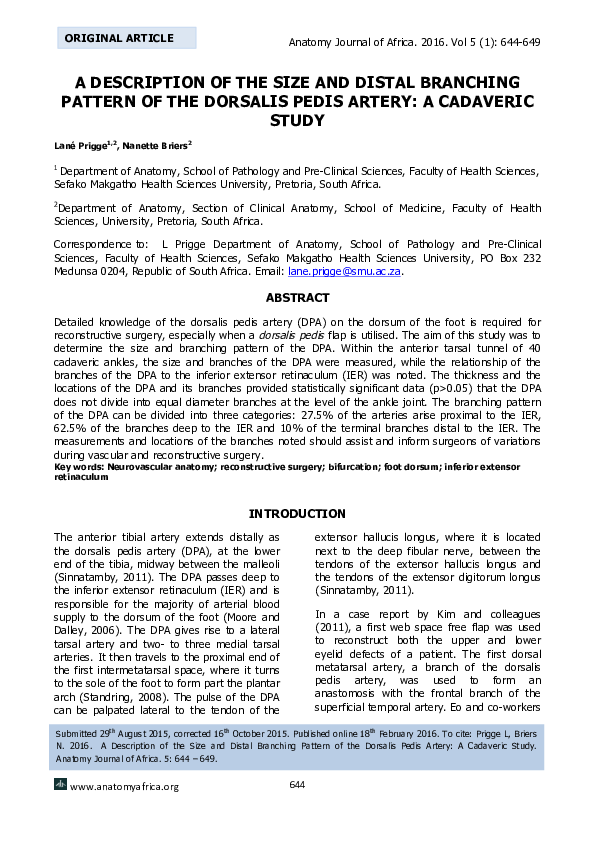 (PDF) A Description of the Size and Distal Branching Pattern of the ...