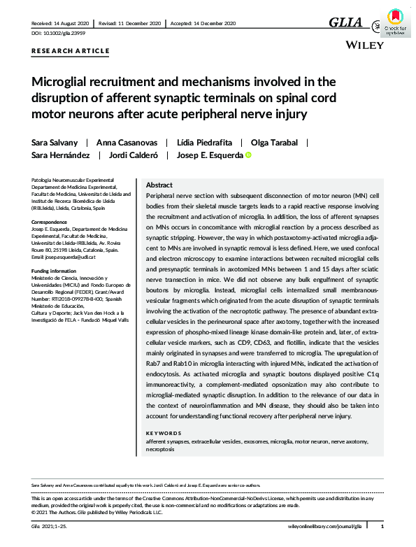 (PDF) Microglial recruitment and mechanisms involved in the disruption ...