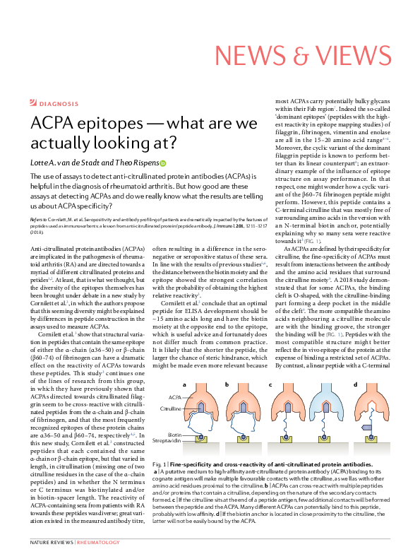 (PDF) ACPA epitopes — what are we actually looking at?
