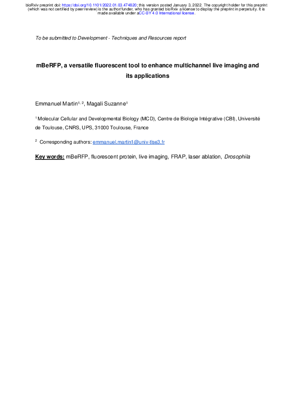 (PDF) mBeRFP, a versatile fluorescent tool to enhance multichannel live imaging and its applications