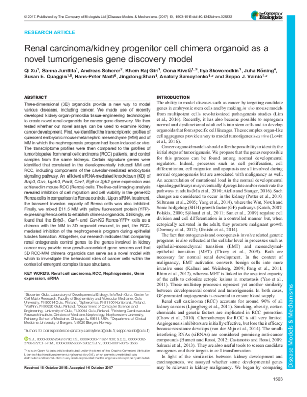 (PDF) Renal carcinoma/kidney progenitor cell chimera organoid as a ...