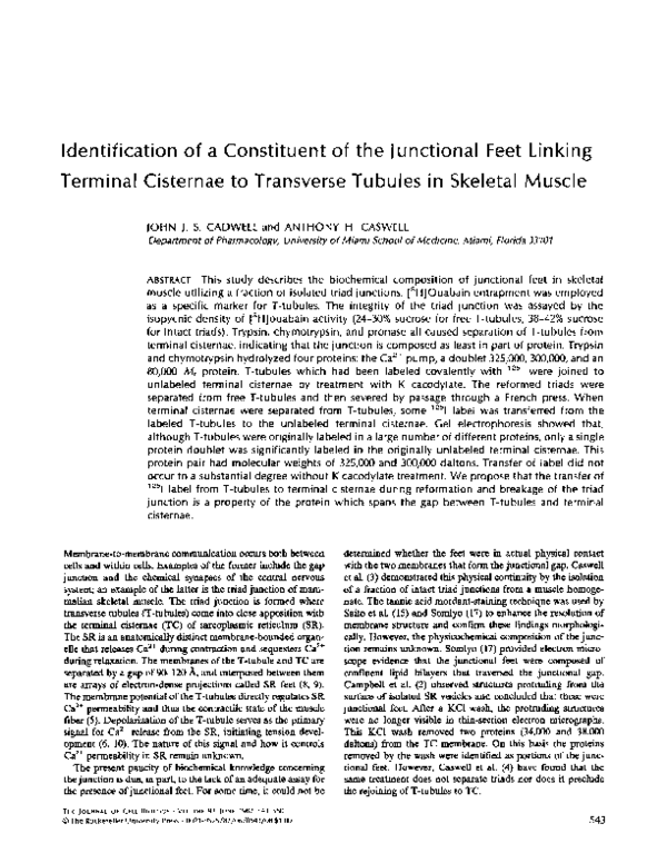 (PDF) Identification of a constituent of the junctional feet linking ...
