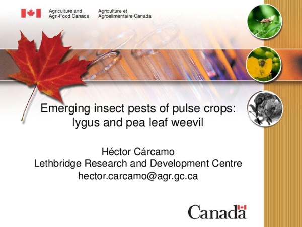 (PDF) Emerging insect pests of pulse crops: lygus and pea leaf weevil ...