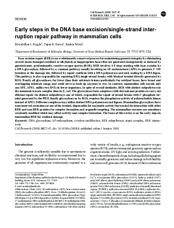 (PDF) Early steps in the DNA base excision/single-strand interruption ...