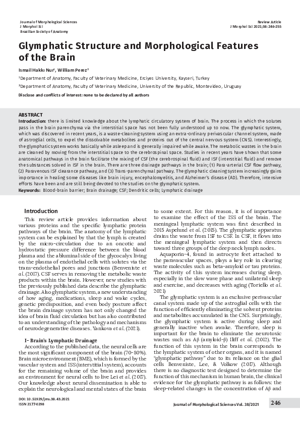 Pdf Glymphatic Structure And Morphological Features Of The Brain