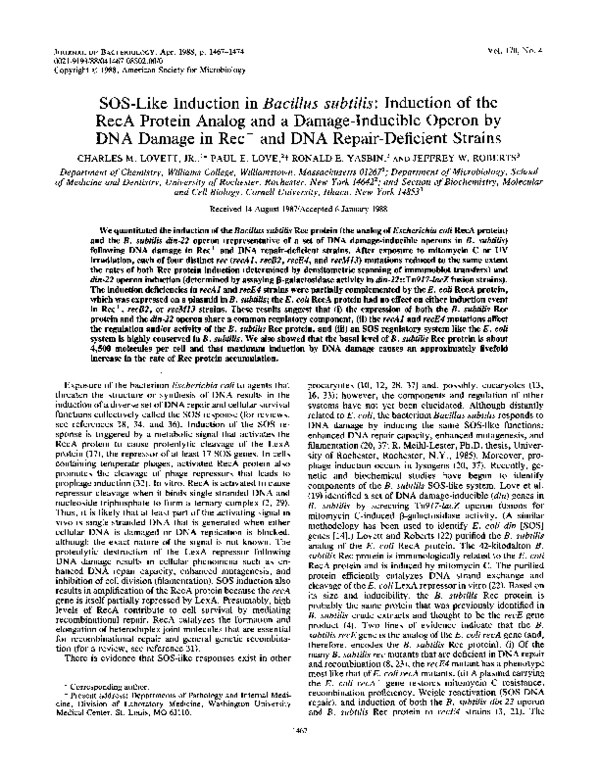 (PDF) SOS-like induction in Bacillus subtilis: induction of the RecA ...