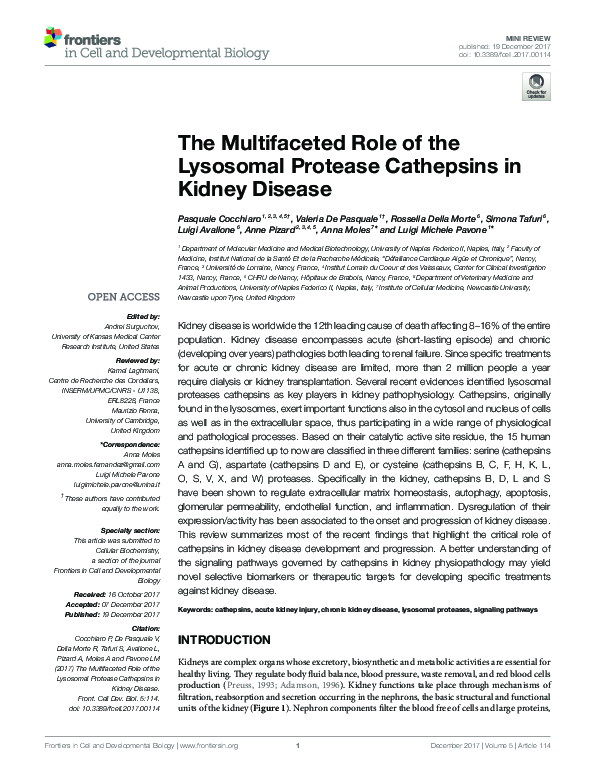 (PDF) The Multifaceted Role of the Lysosomal Protease Cathepsins in ...