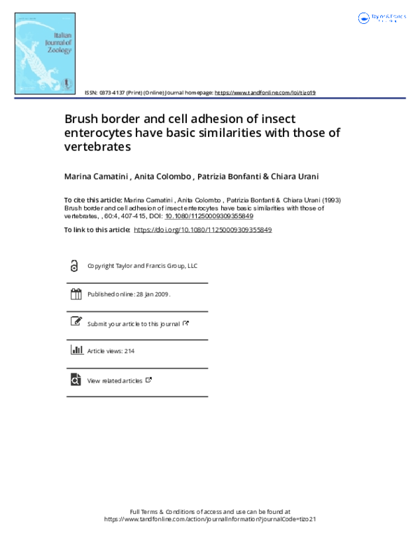 (PDF) Brush border and cell adhesion of insect enterocytes have basic ...